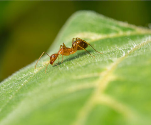 Why are there ant hills in my yard - West Termite, Pest and Lawn