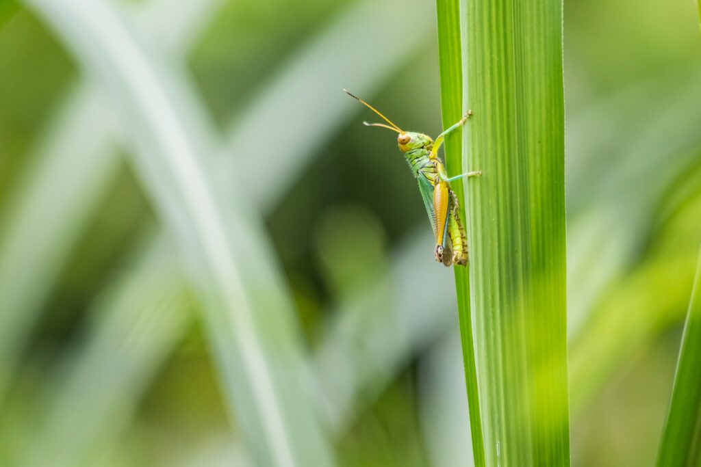 4 Ways to Keep Grasshoppers Away from Plants - West Termite, Pest and Lawn